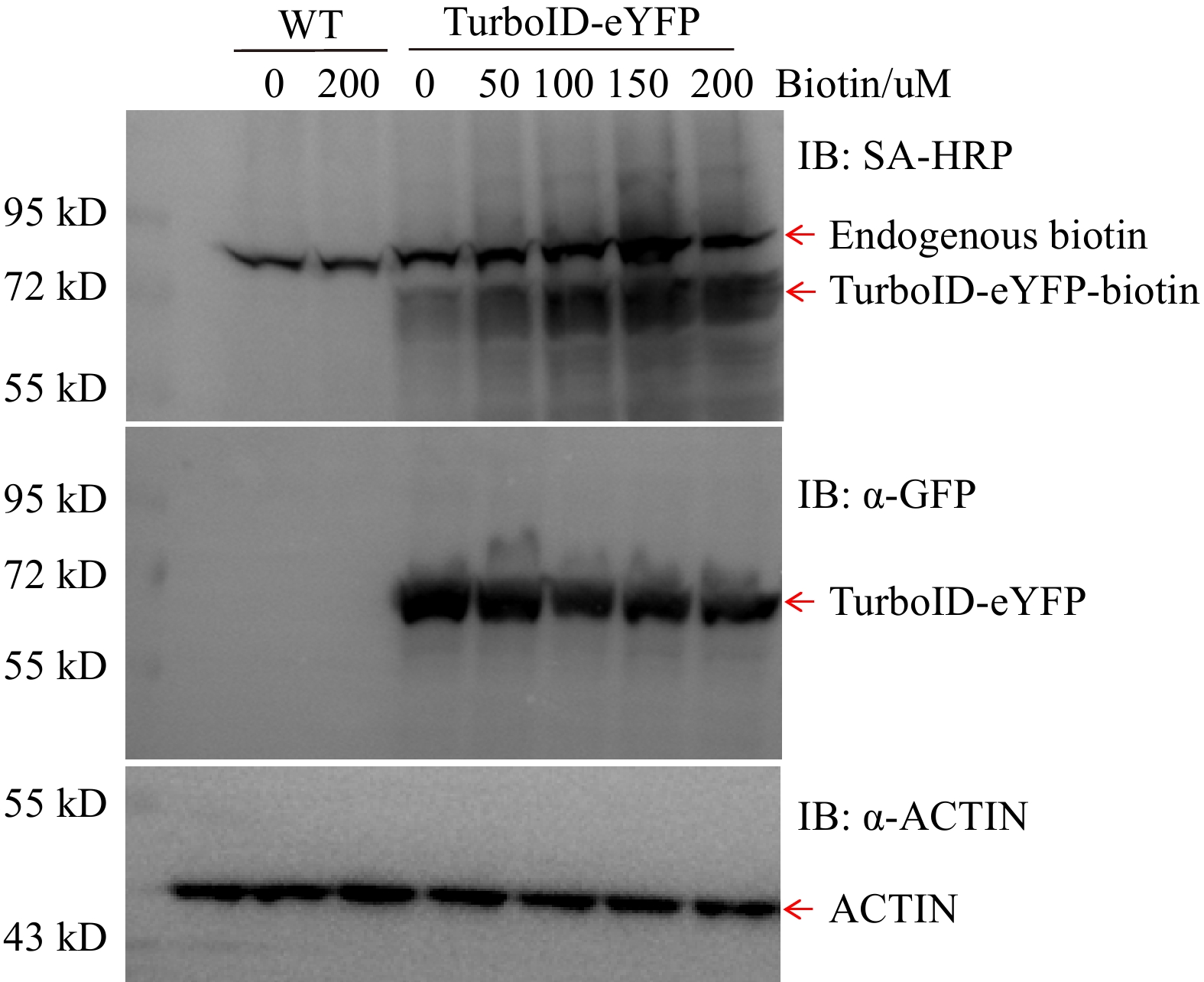 利用TurboID邻近蛋白标记技术获得水稻互作蛋白组的实验方法
