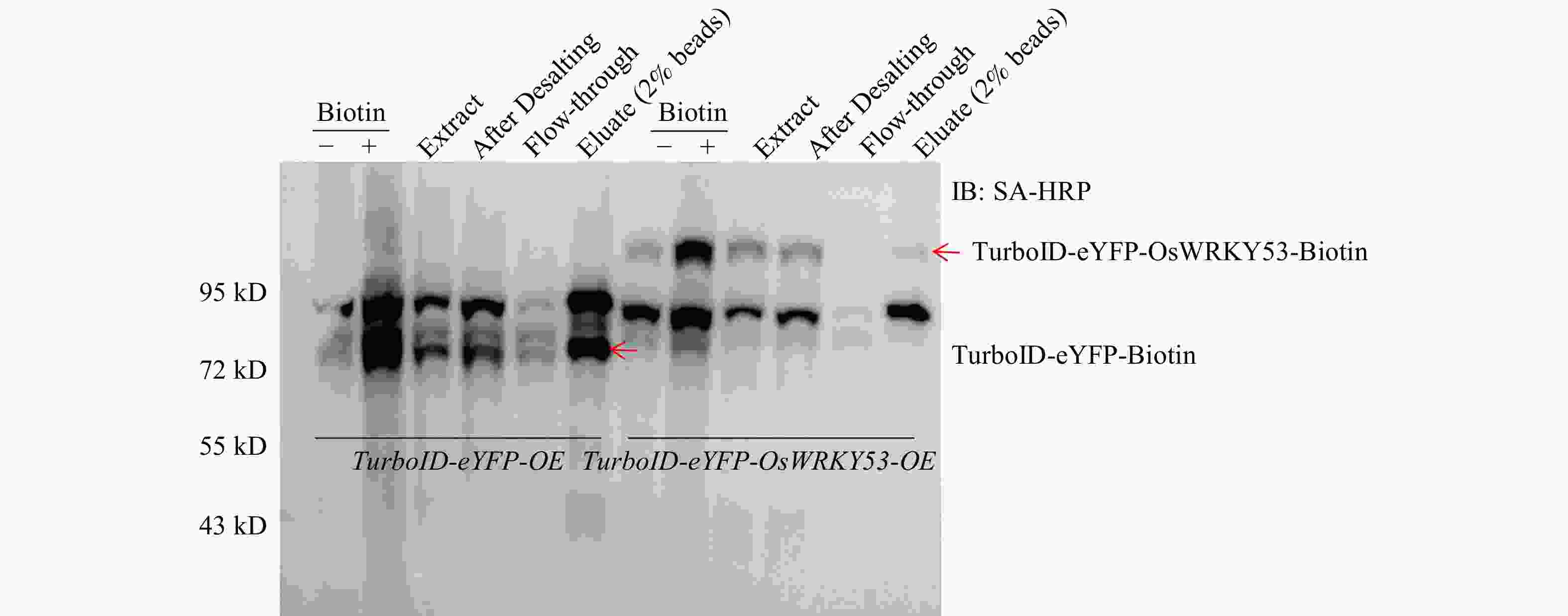 利用TurboID邻近蛋白标记技术获得水稻互作蛋白组的实验方法
